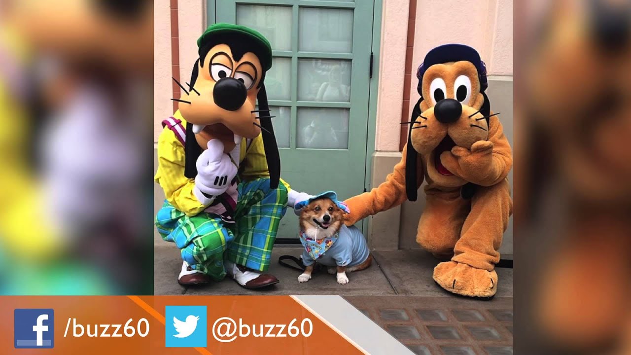 Adorable Pictures of Corgis at Disney Sweep the Internet - YouTube