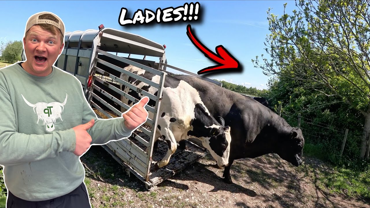 HE'S ABOUT TO BE A VERY HAPPY MAN!!!... BULL MEET COWS... LOTS OF ...
