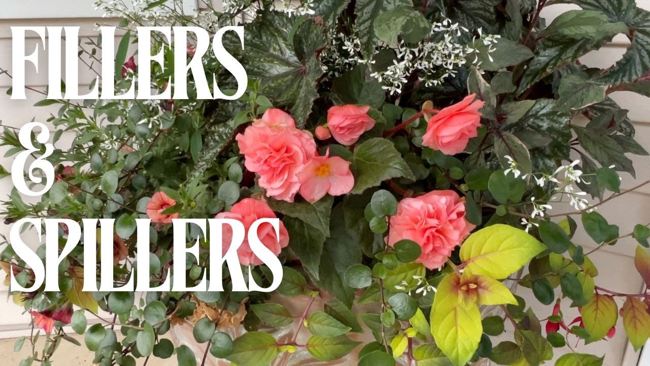 Filler Plants For Containers Top Tips From Sarah Raven On Getting The