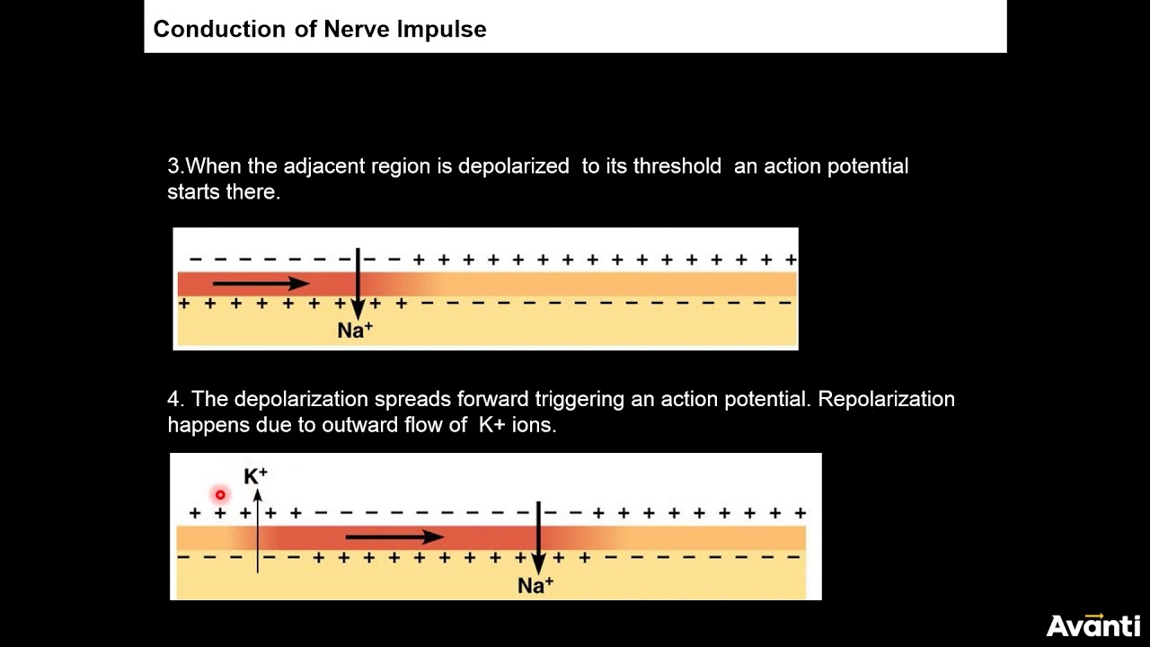 6. 11B21.3 CV3 Conduction of Nerve Impulse - YouTube
