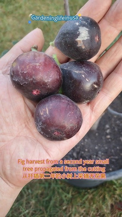 Fig Harvest From A Potted Second Year Tree Propagated From The Cutting