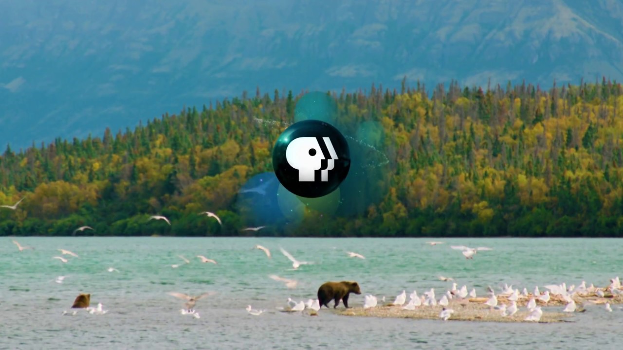 Wild Alaska Live | Domingo 23 Julio 8pm x Sistema TV - YouTube