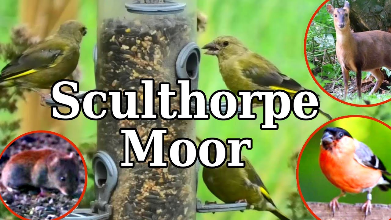 Above and Below the Bird Feeder - Birdwatching at Sculthorpe Moor - YouTube