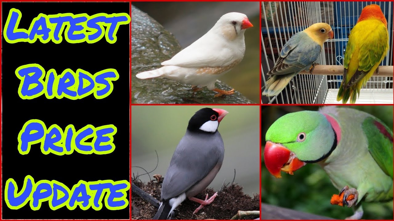 Birds Business In Pakistan | Latest Birds Prices In Pakistan | EP 7 ...