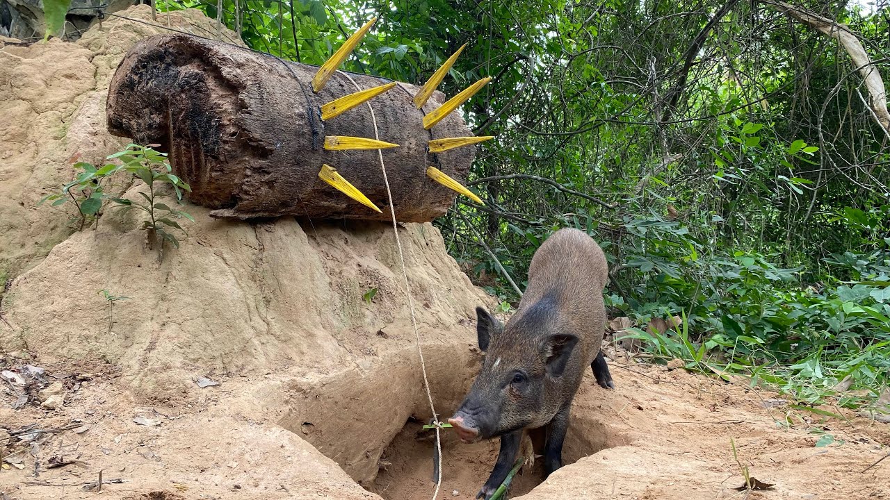 Giant Wild Boar Trap - The Power Pig Trap Make from Big Wood #animals # ...