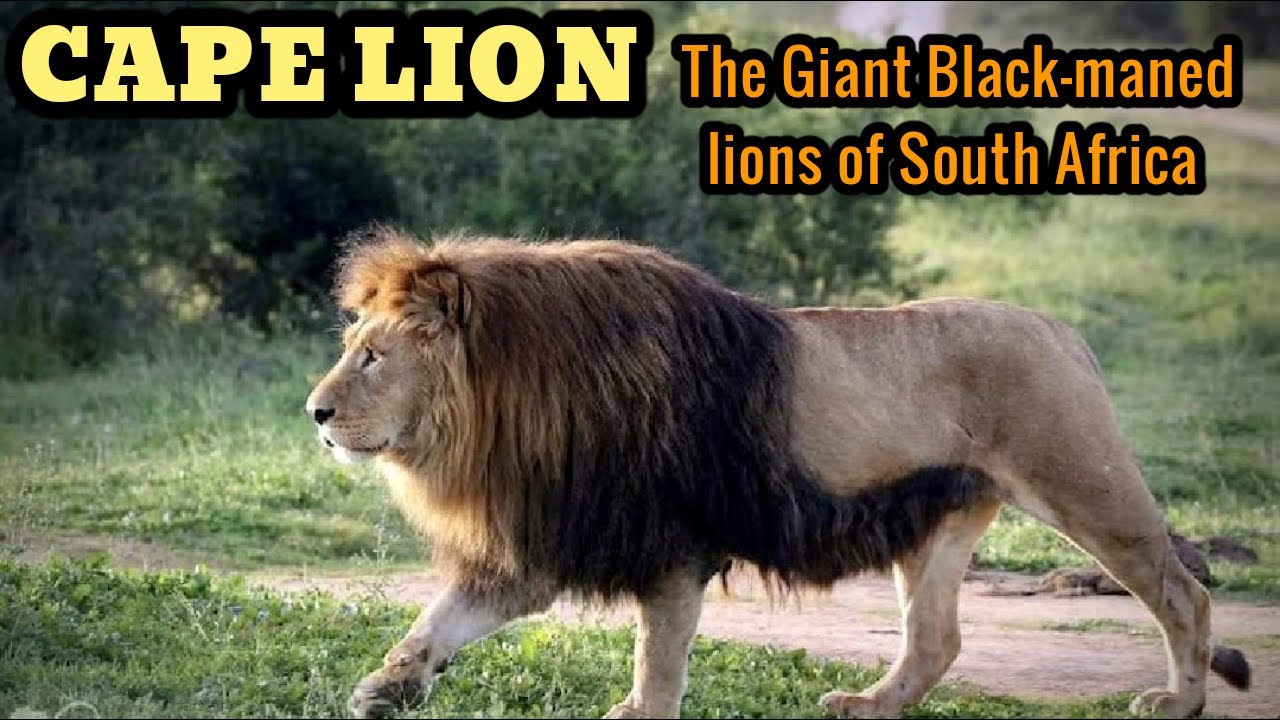 Cape lion: Extinct lion population in South Africa - YouTube