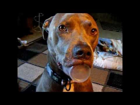 Goofy Pitbull - YouTube