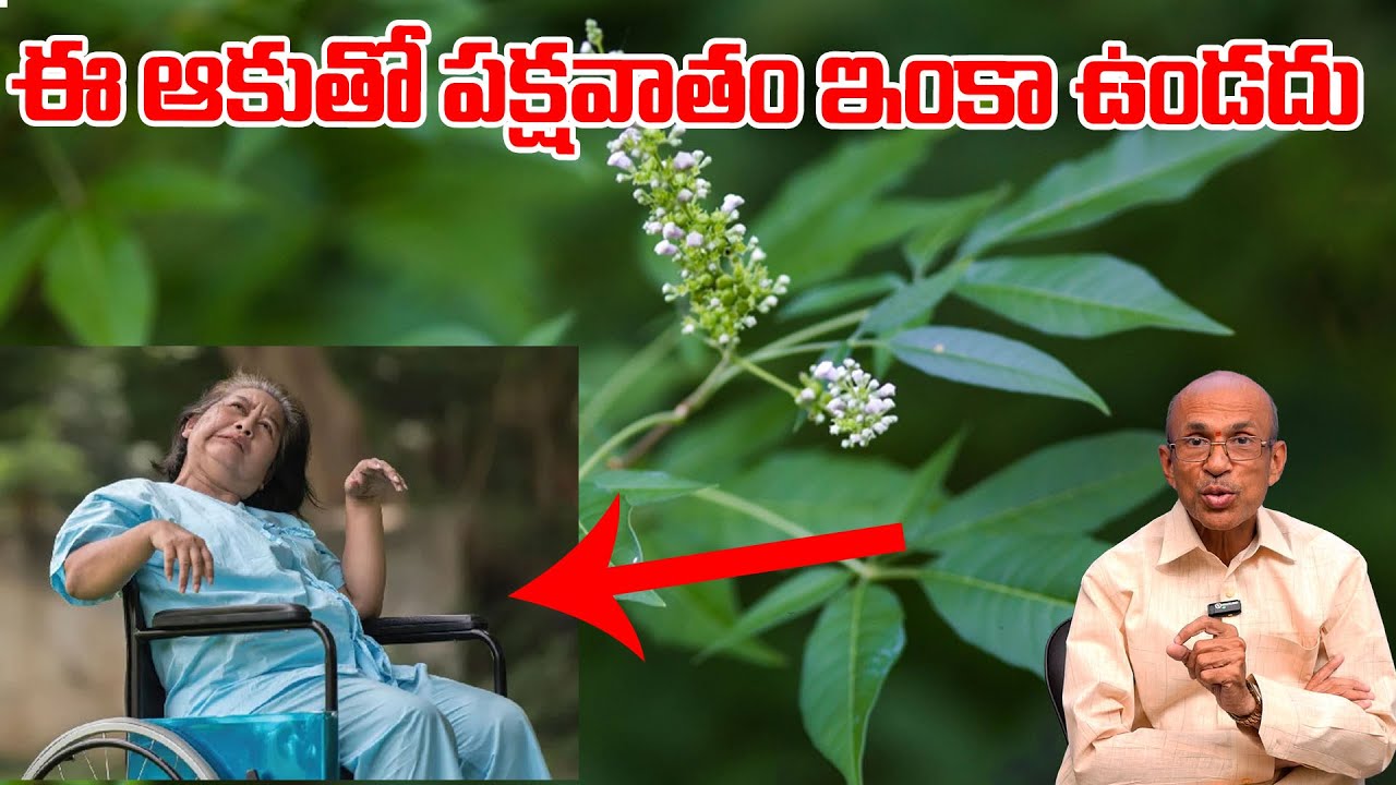 పక్షవాతం ఇంకా ఉండదు ఈ ఆకుతో | peralasis Treatment in Ayurveda ...
