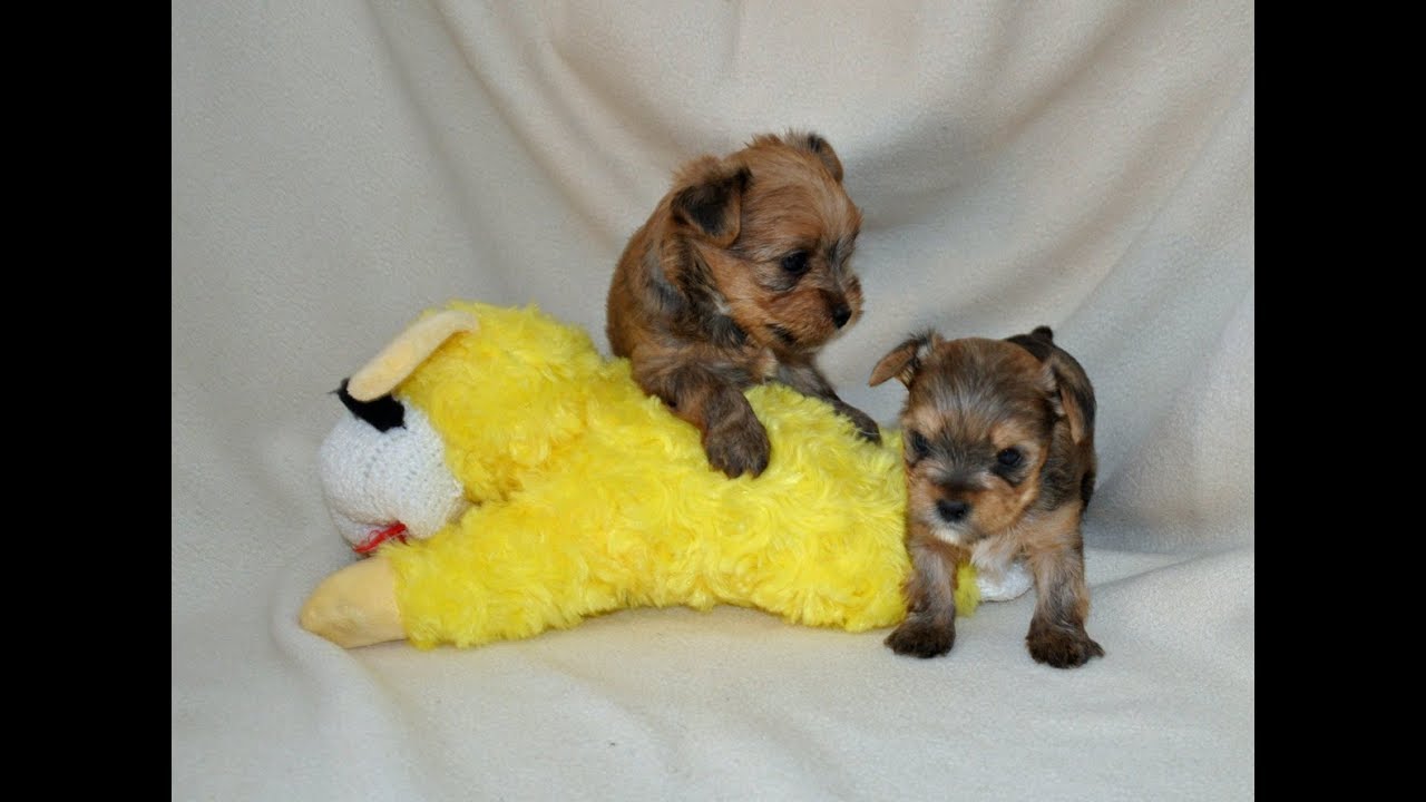 Yorkie Puppies 4 weeks old - YouTube