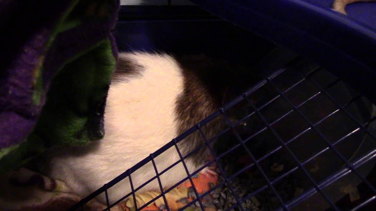 Grumpy/Snicker post neuter #2 - YouTube