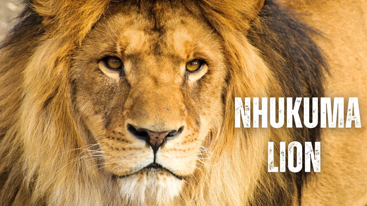 The Rise and Fall of the Nkuhuma Coalition: A Lion’s Journey of Power ...
