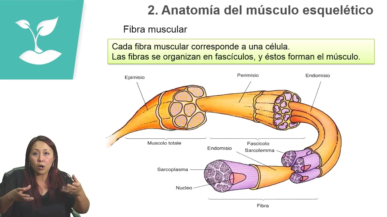 Anatomía De La Célula Muscular Anatomía Y Fisiología Del Tejido