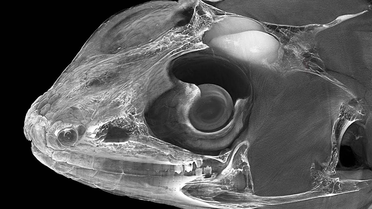 *REAL* Lizard brain anatomy 3D - Brown basilisk *4K* - YouTube