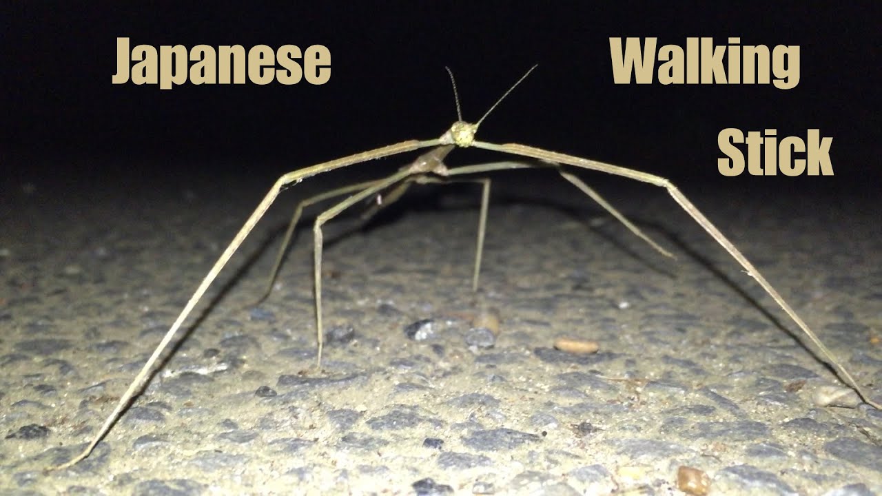 Japanese Walking Stick - YouTube