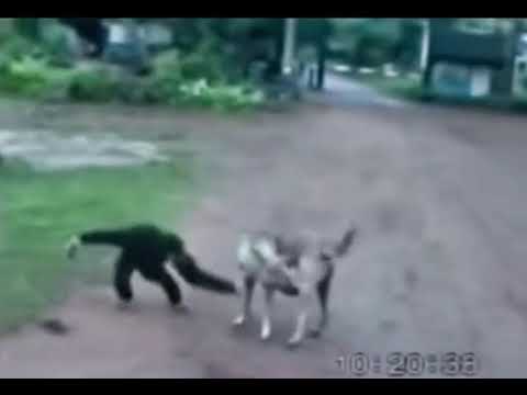Maymun 🐒 ve köpek 🐕