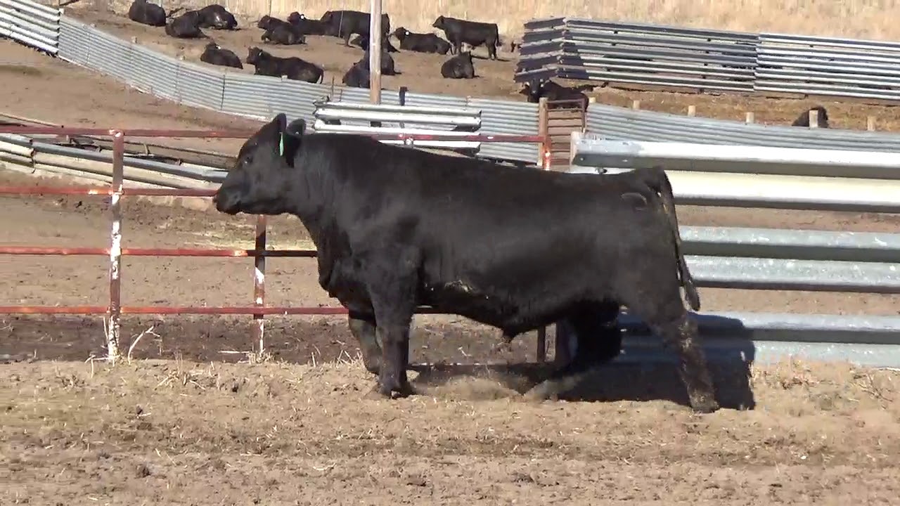 Connealy Angus Ranch Lot 356 - YouTube