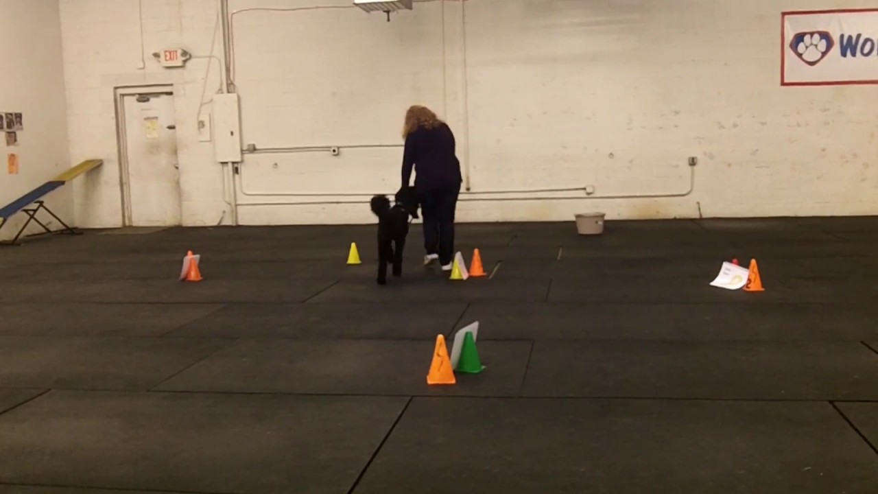 AKC Rally - the 6 new Novice exercises - YouTube