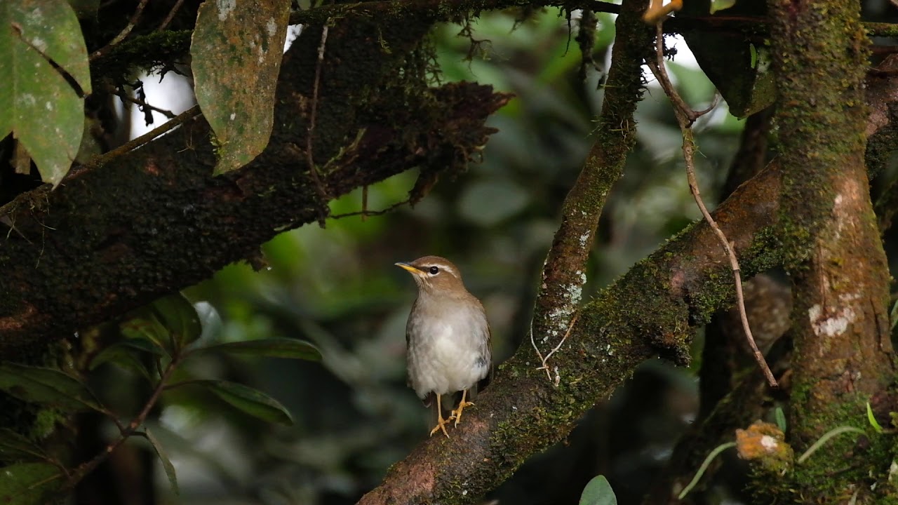 褐头鸫 Grey-sided Thrush in Malaysia Montane Forest - YouTube