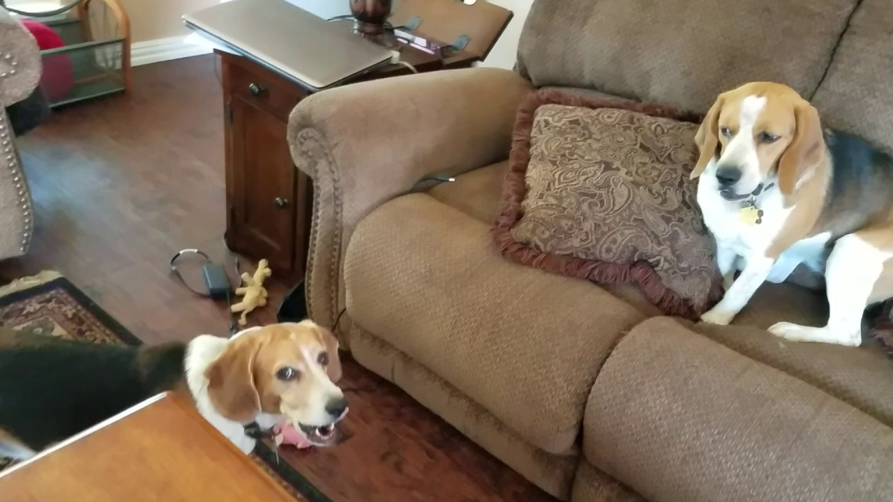 Beagle Monsters at Play - YouTube