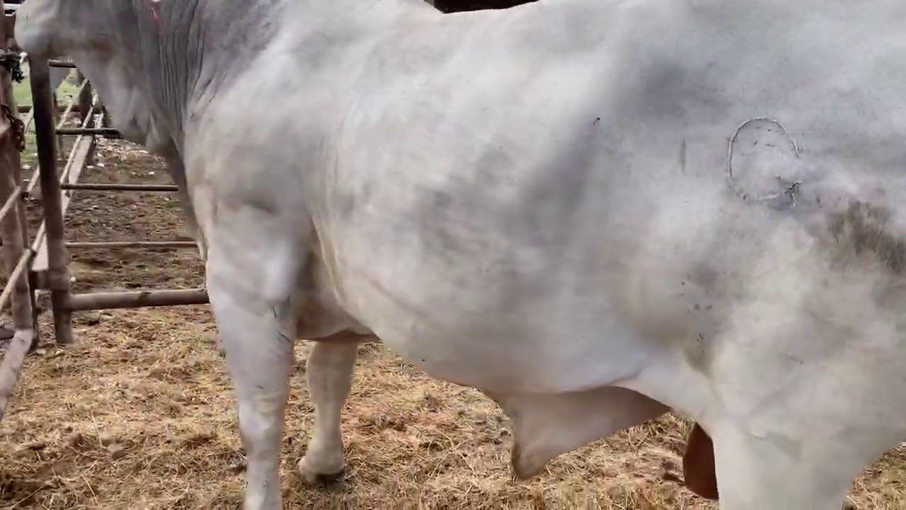 Gray Brahman Bull, #22610 | Cattle for sale - YouTube