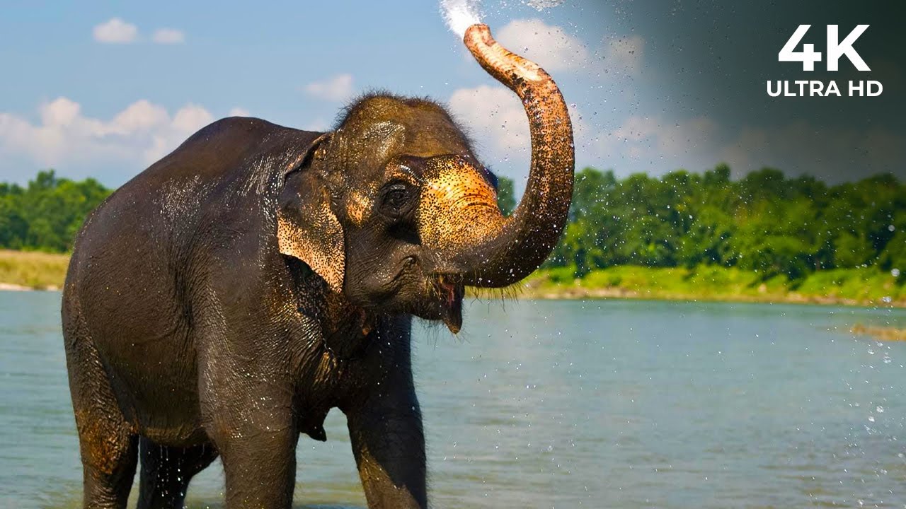 Elephant Encounters Nature's Gentle Giants Unveiled - YouTube