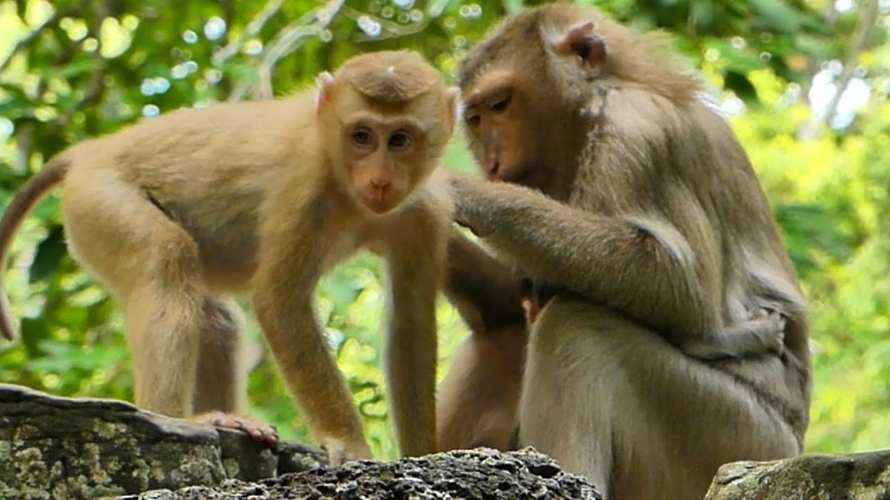 monkey Lucie love baby Jenifer so much she help grooming monkey Julie ...