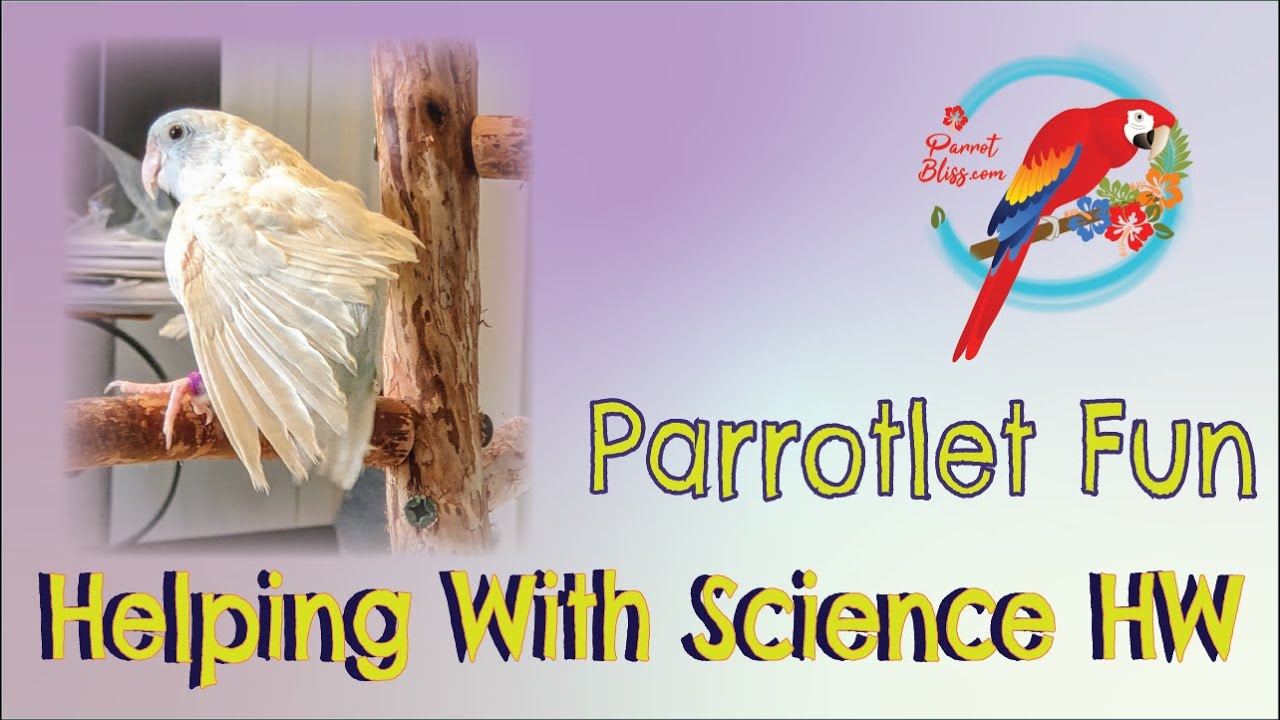 #Parrotlet Fun: Helping With Science Homework Time #Parrot_Bliss - YouTube