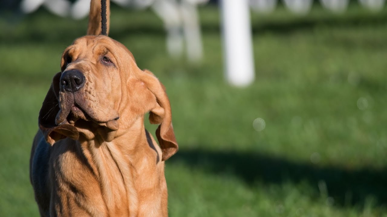 Training Your Bloodhound for Water Tracking - YouTube