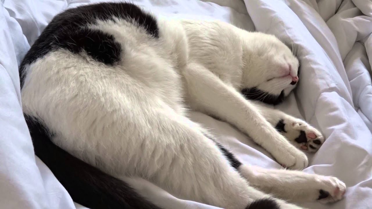 Sleeping cat with rain outside part 1 - YouTube