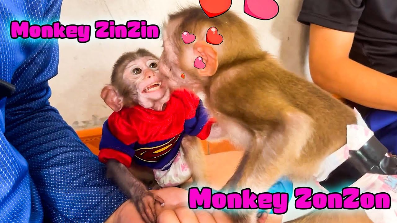 Baby Monkey ZonZon welcomes friends to visit its tiny house, pet monkey ...