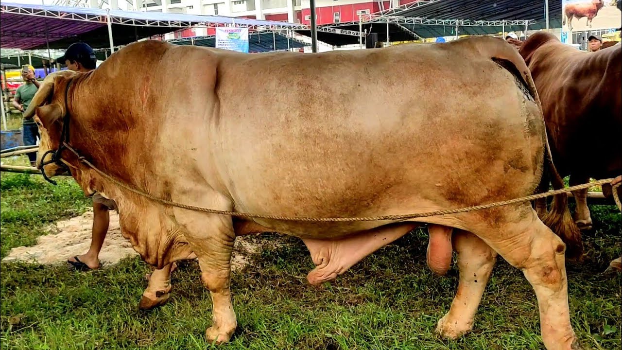 Monster Sapi Wisanggeni Sapi Jumbo Viral - YouTube