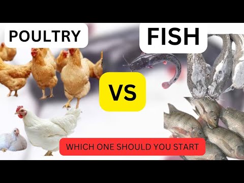 Between Poultry farming and Fish farming which one should you start ...
