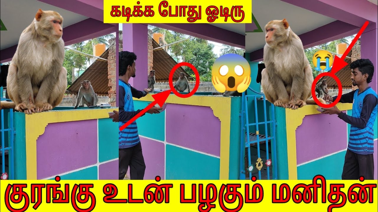 amazing monkey in villages🐒 monkey video Tamil 🐒 குரங்குடன் பழகும் ...