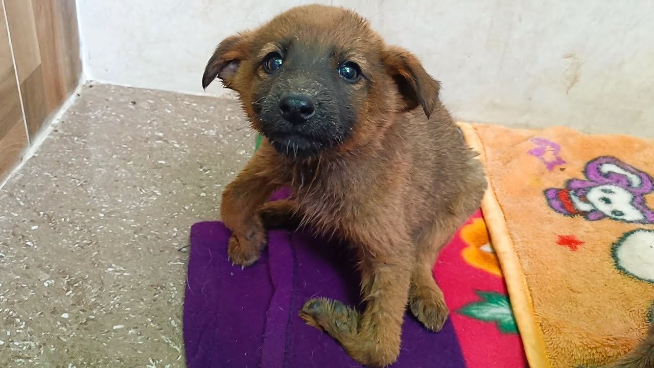 Three puppies rescued with severe rickets were given a fresh lease on ...