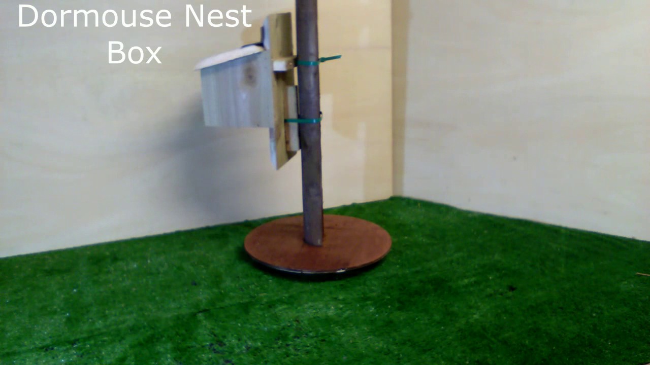 Dormouse Nest Box - YouTube