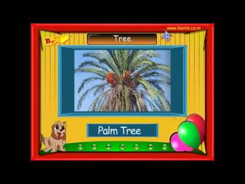 Lets Learn about Trees Preschool Video - YouTube