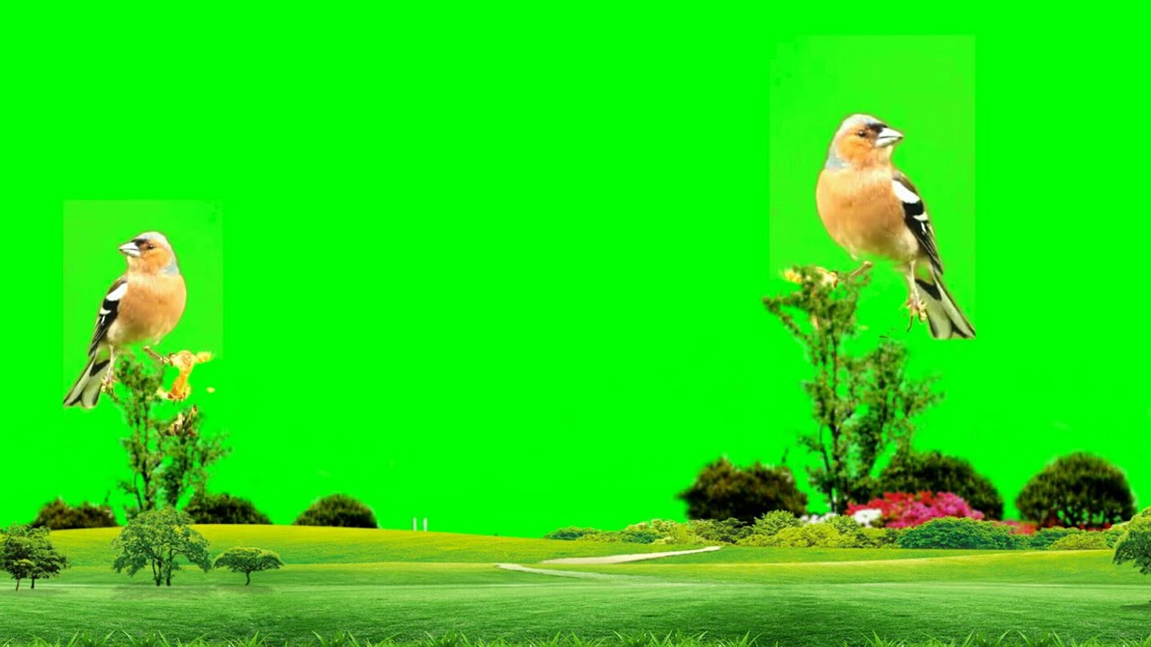 Sparrow green screen video/ beautiful nature green screen video HD ...