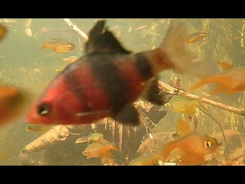 Wild Black Ruby barbs with friends