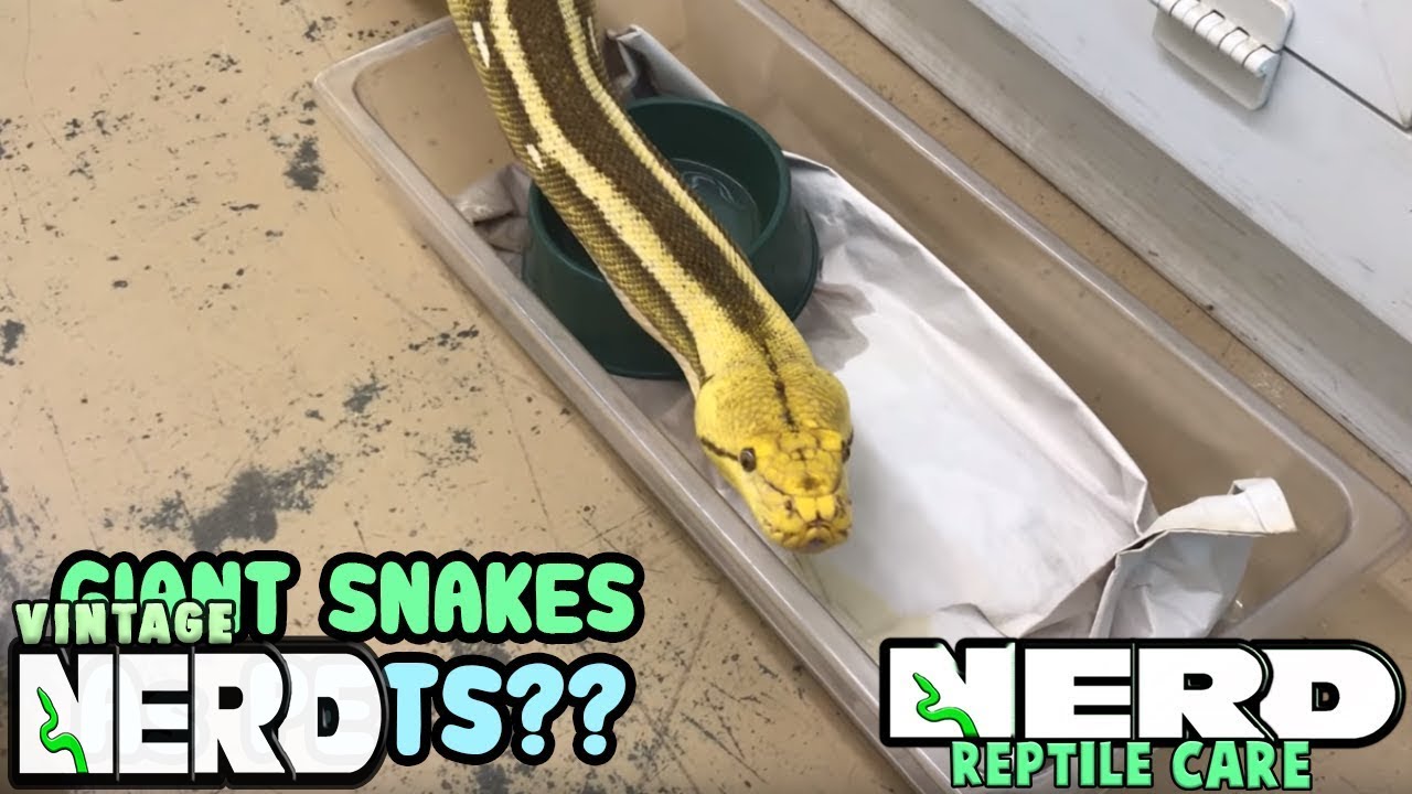 GIANT SNAKES AS PETS? RETICULATED PYTHONS OR BURMESE PYTHONS - YouTube