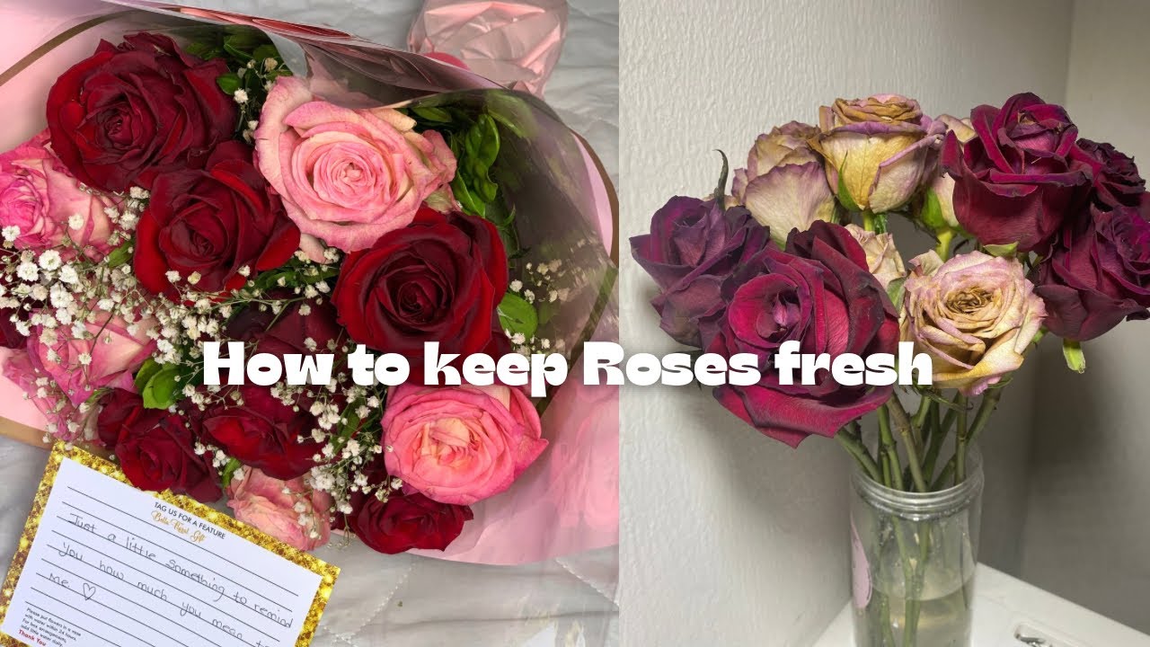 Tips on How to Keep Roses Fresh. - YouTube