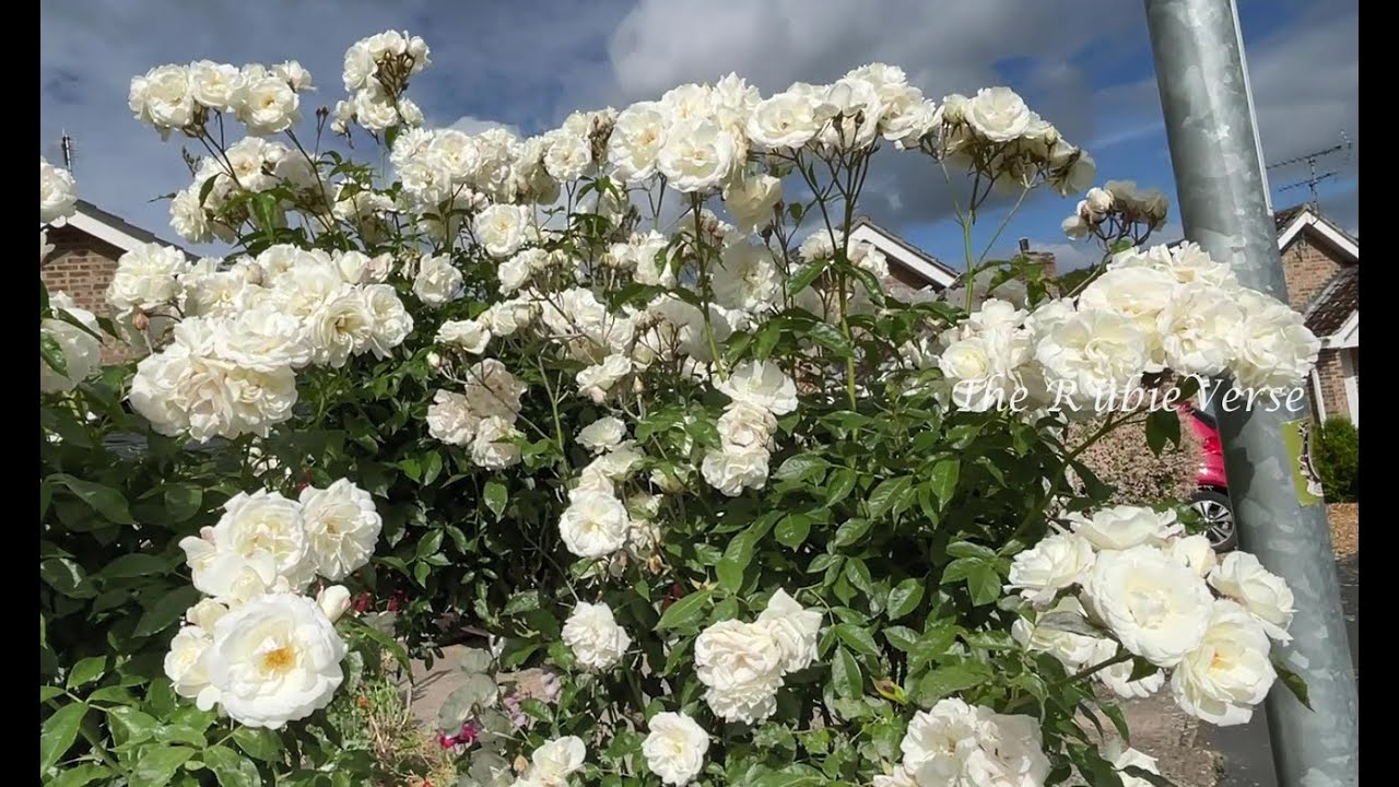 White Rose Bushes - YouTube