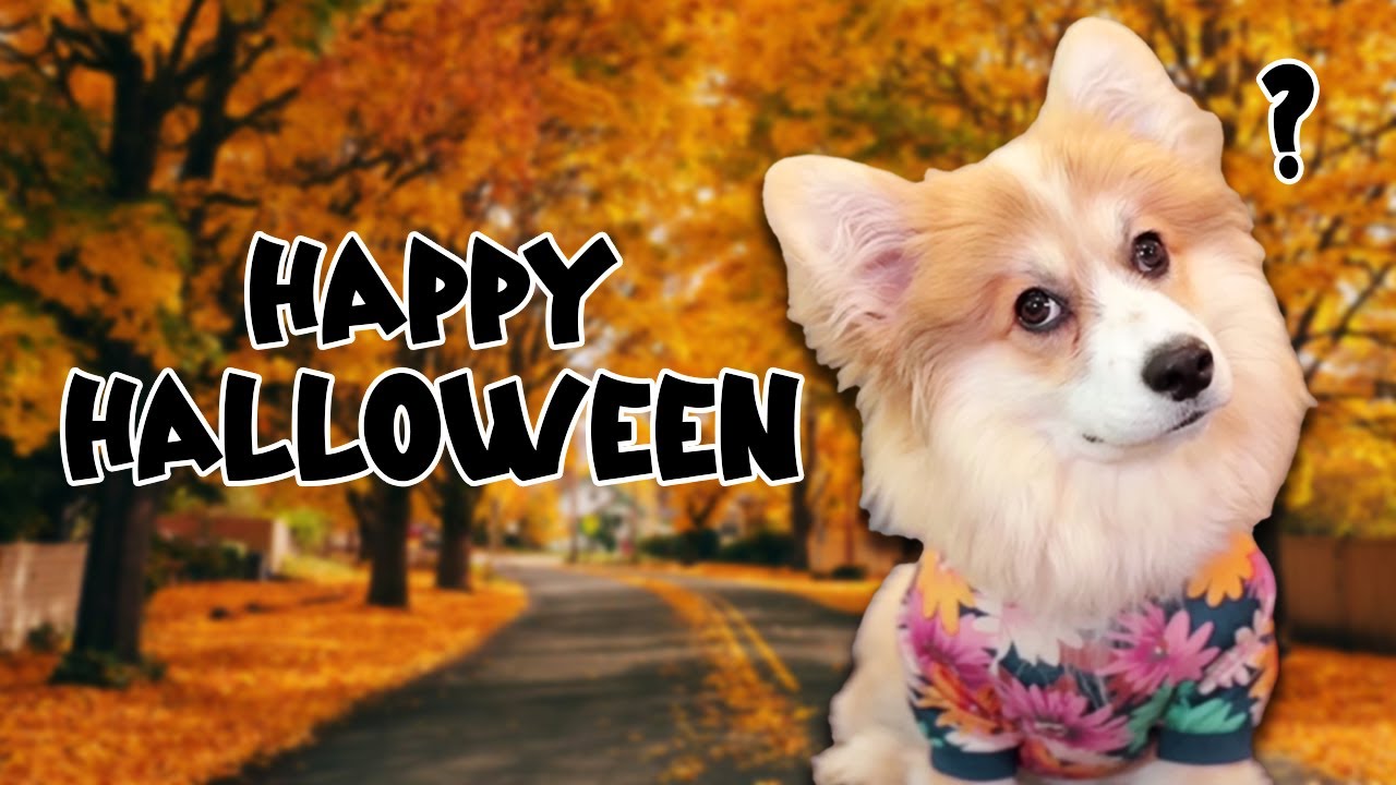 Best Talking Corgi Videos! (October 2024) - YouTube