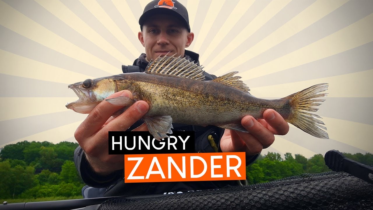This ZANDER was really HUNGRY! Likely got the same fish twice! - YouTube