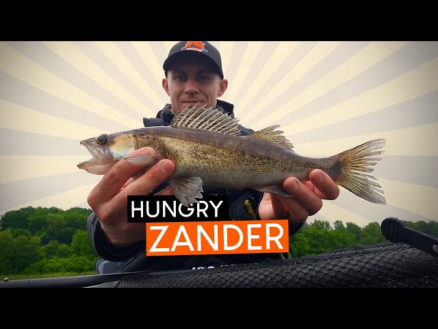 Zander Vs Walleye