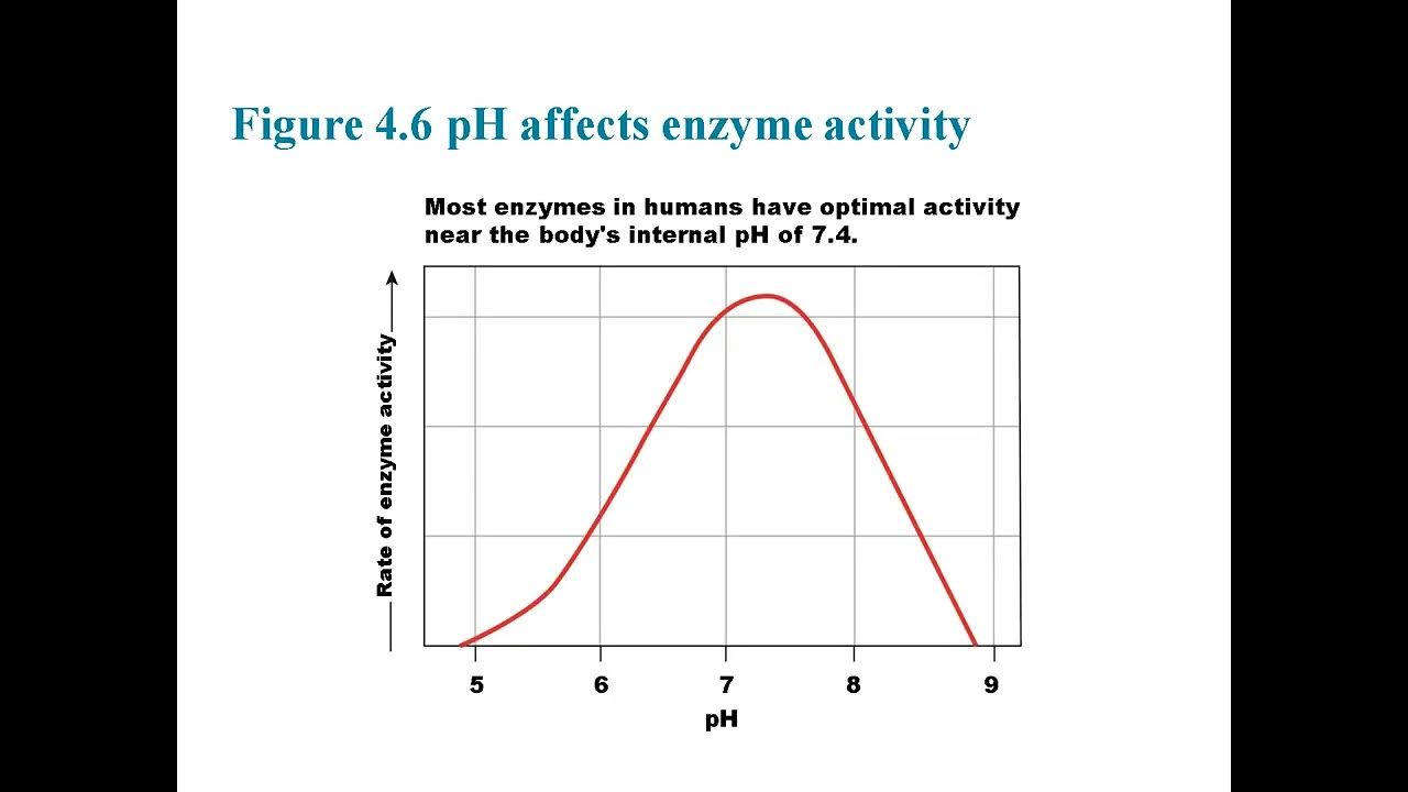 Chapter 4: Energy and Metabolism Explained - YouTube