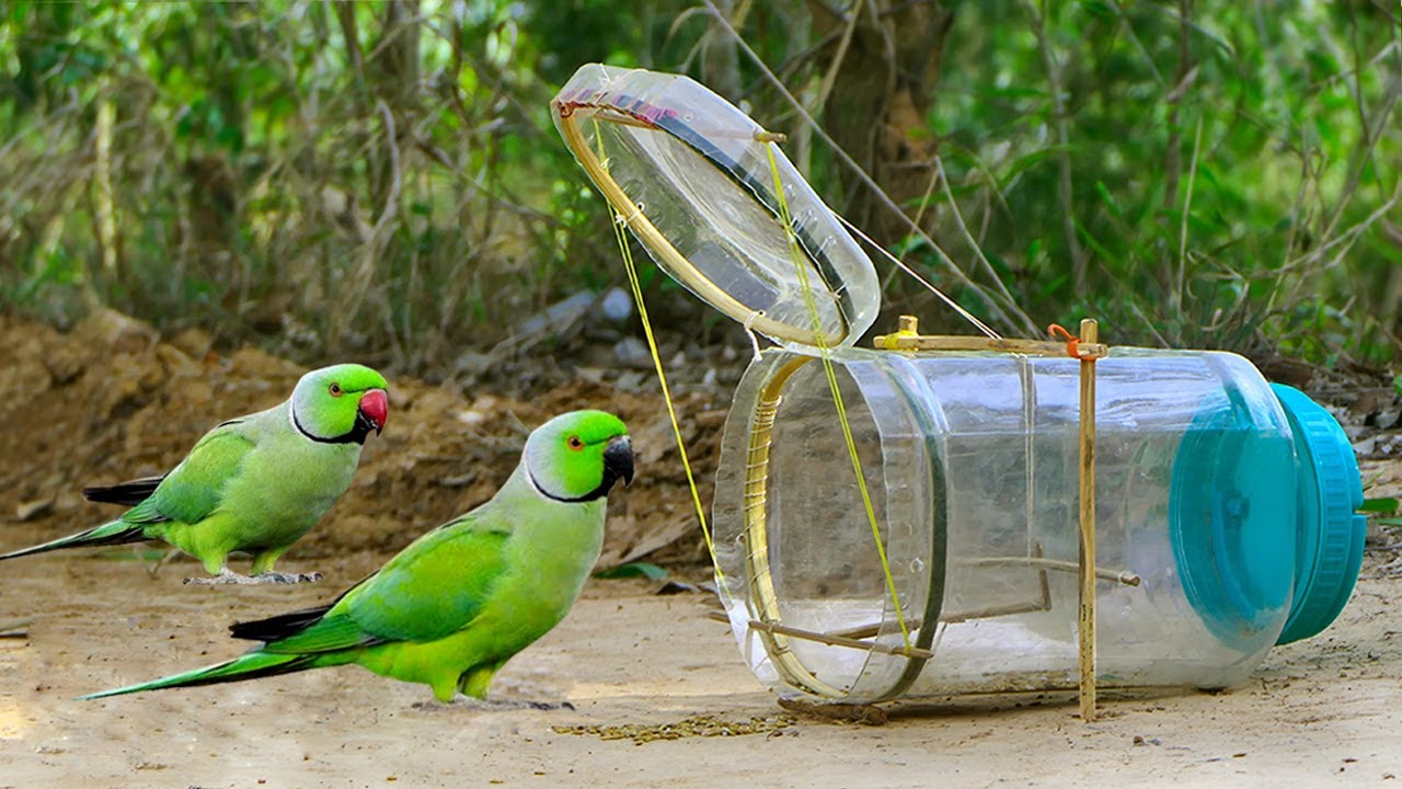 Easy Parrot Trap - Creative Best Parrot Bird Trap Make from Small ...