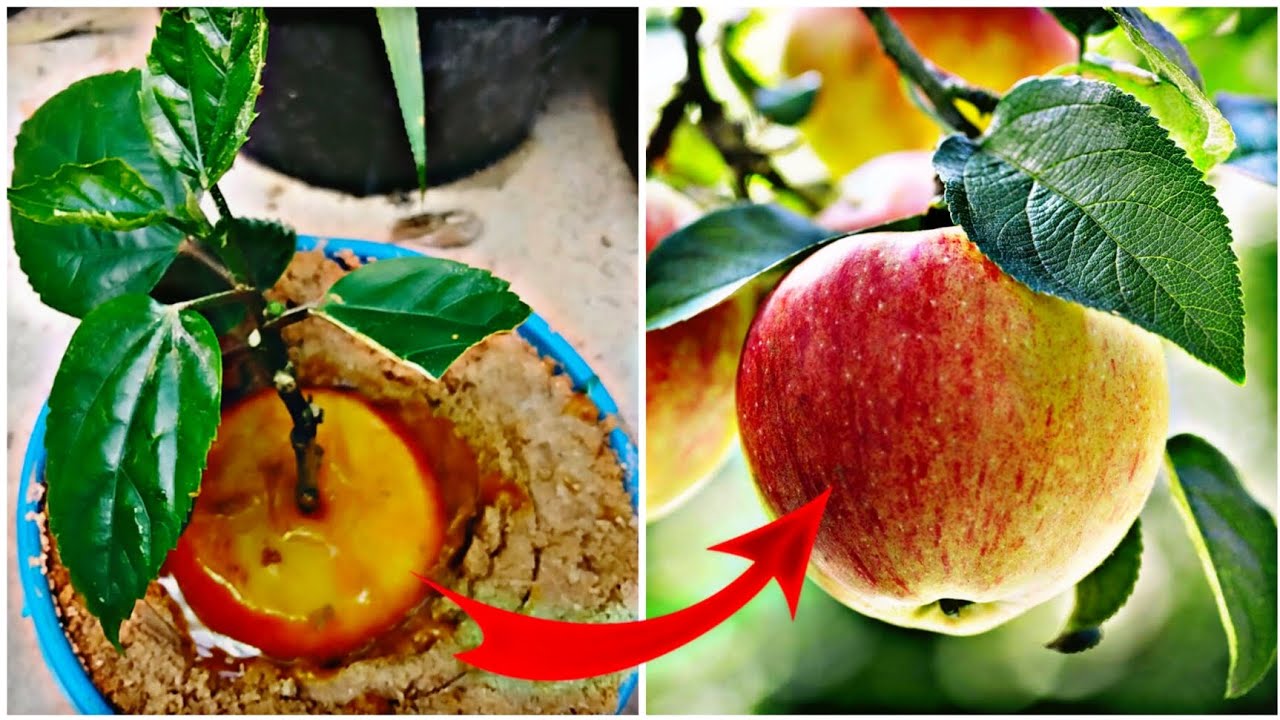 best method growing Apple tree from Apple 100% success - YouTube
