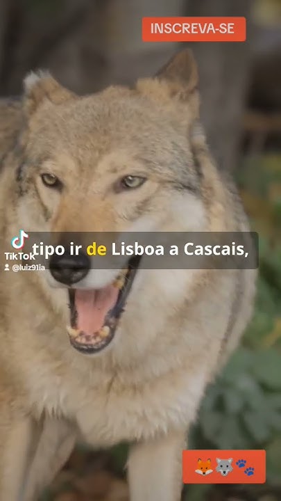 5 Curiosidades sobre os Lobos #curiosidade #reels #viralreels #fatoscuriosos #ciencia #ia #viral ...