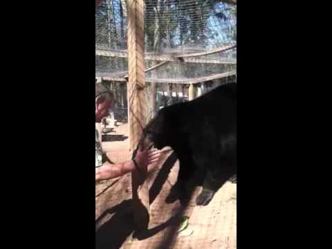 Bear Gives high five! - YouTube