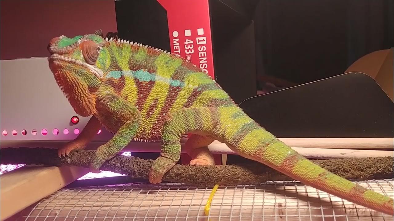 Panther Chameleon Changing Color - YouTube